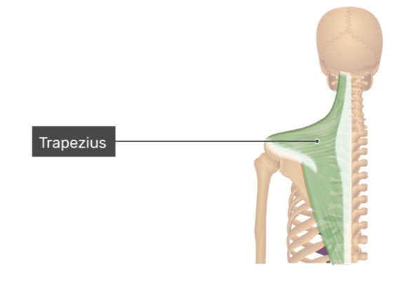 Trapezius - Muscle of the Month (Feb) | Physionorth