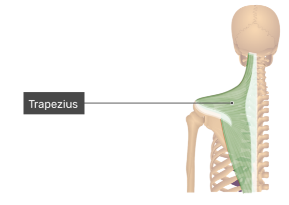 Trapezius - Muscle of the Month (Feb) | Physionorth